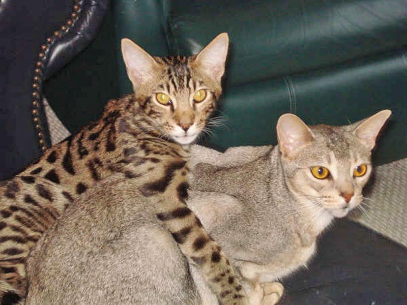 F3 Savannah Cats & Kittens | Select Exotics - Savannah Cats