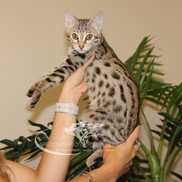 F3 Savannah Kittens for Sale | Savannah Cat Breed