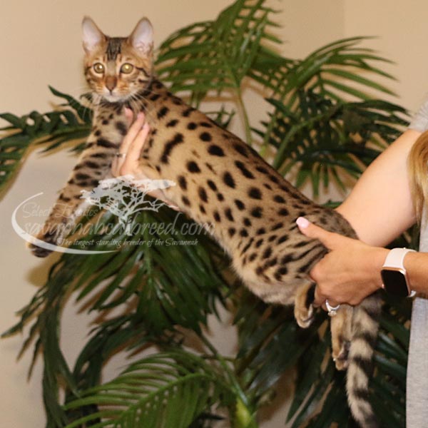 F3 Savannah Kittens for Sale | Savannah Cat Breed