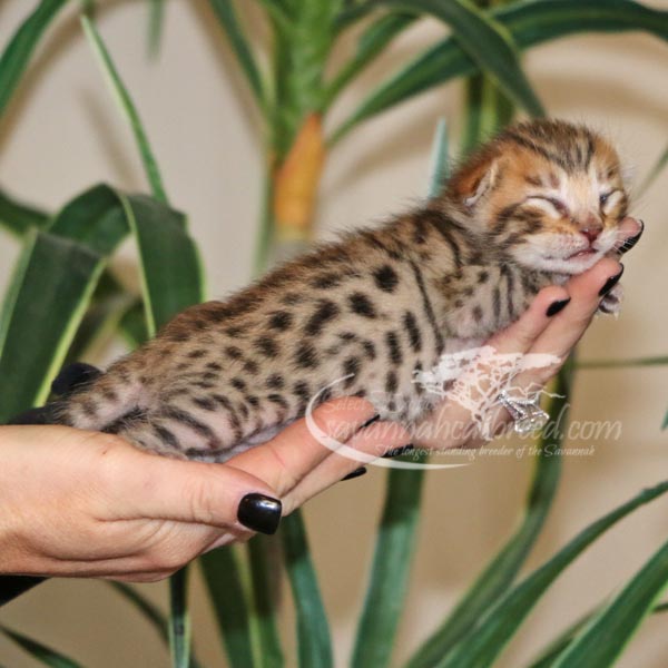 F3 Savannah Kittens for Sale | Savannah Cat Breed