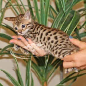 F3 Savannah Kittens for Sale | Savannah Cat Breed