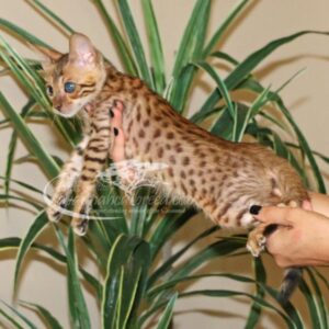 F3 Savannah Kittens for Sale | Savannah Cat Breed