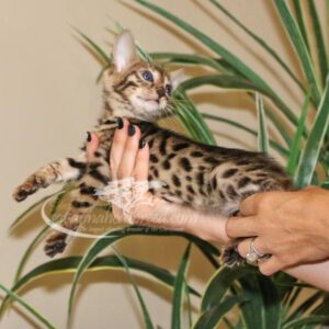 F3 Savannah Kittens for Sale | Savannah Cat Breed