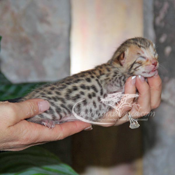 F3 Savannah Kittens for Sale | Savannah Cat Breed