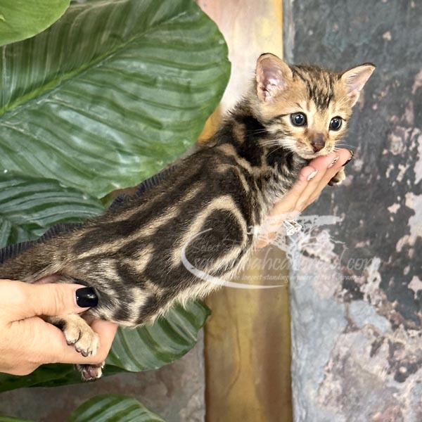 F3 Savannah Kittens for Sale | Savannah Cat Breed